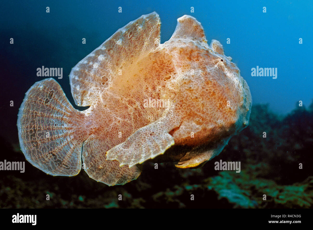 Fuhlerfische hi-res stock photography and images - Alamy