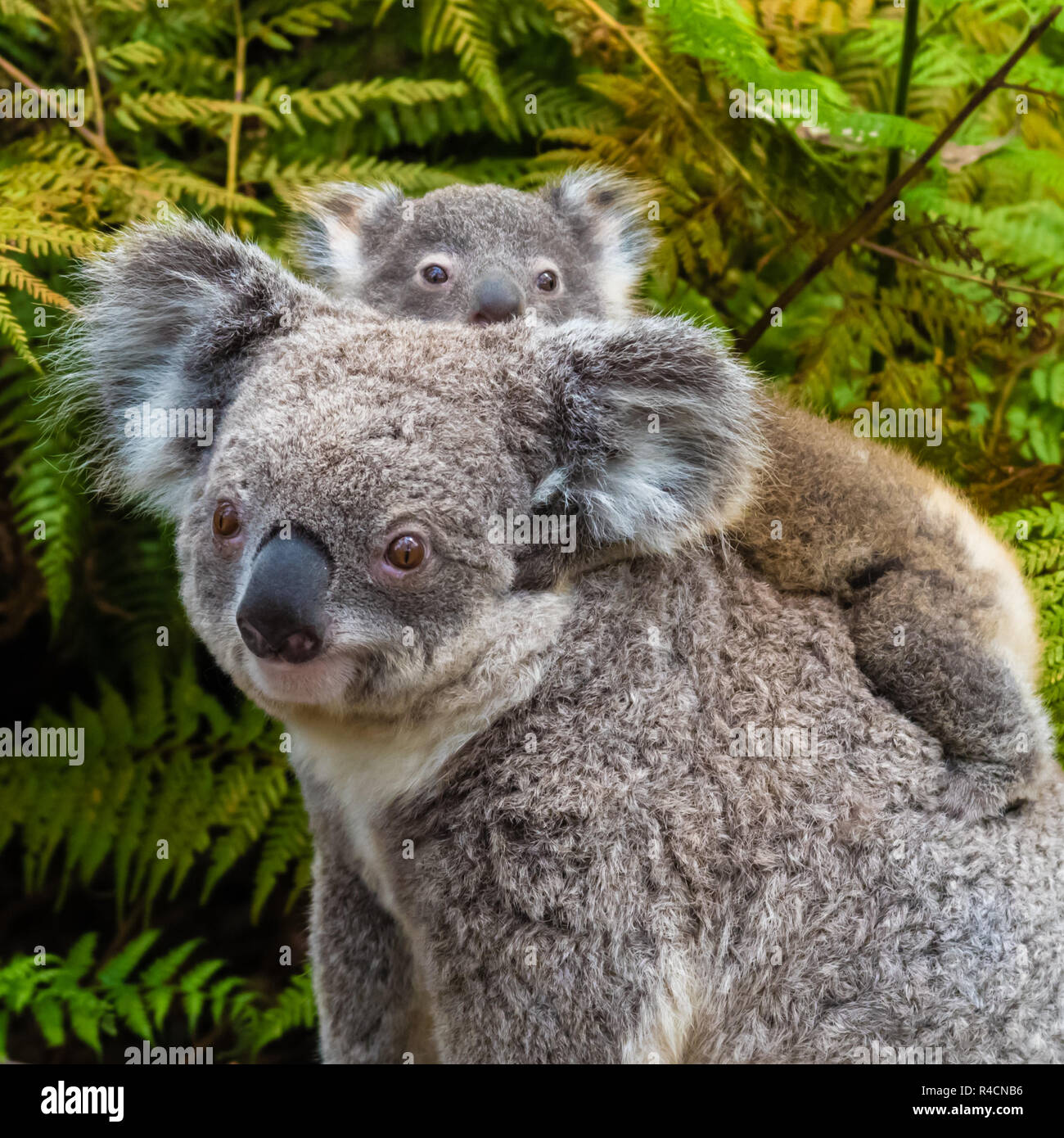 Australian koala bear native animal with baby Stock Photo - Alamy