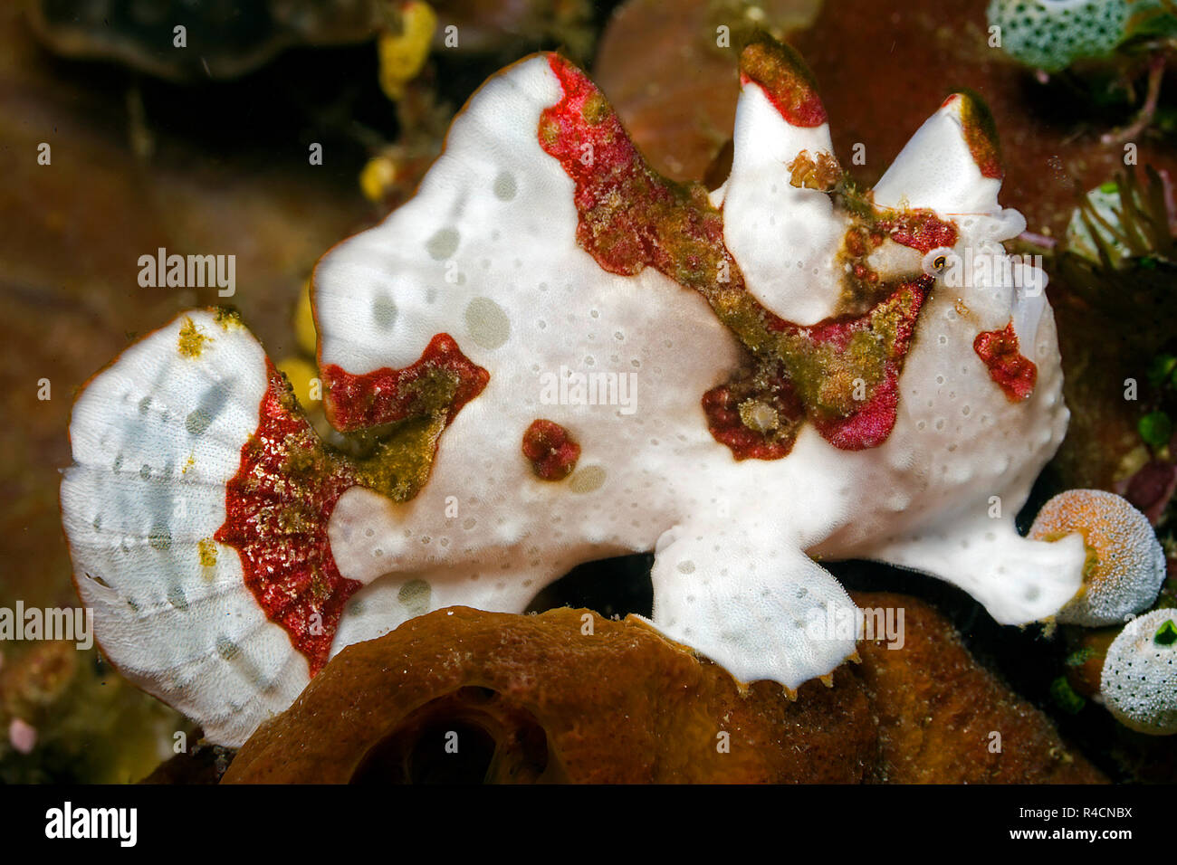 Warzen anglerfische hi-res stock photography and images - Alamy