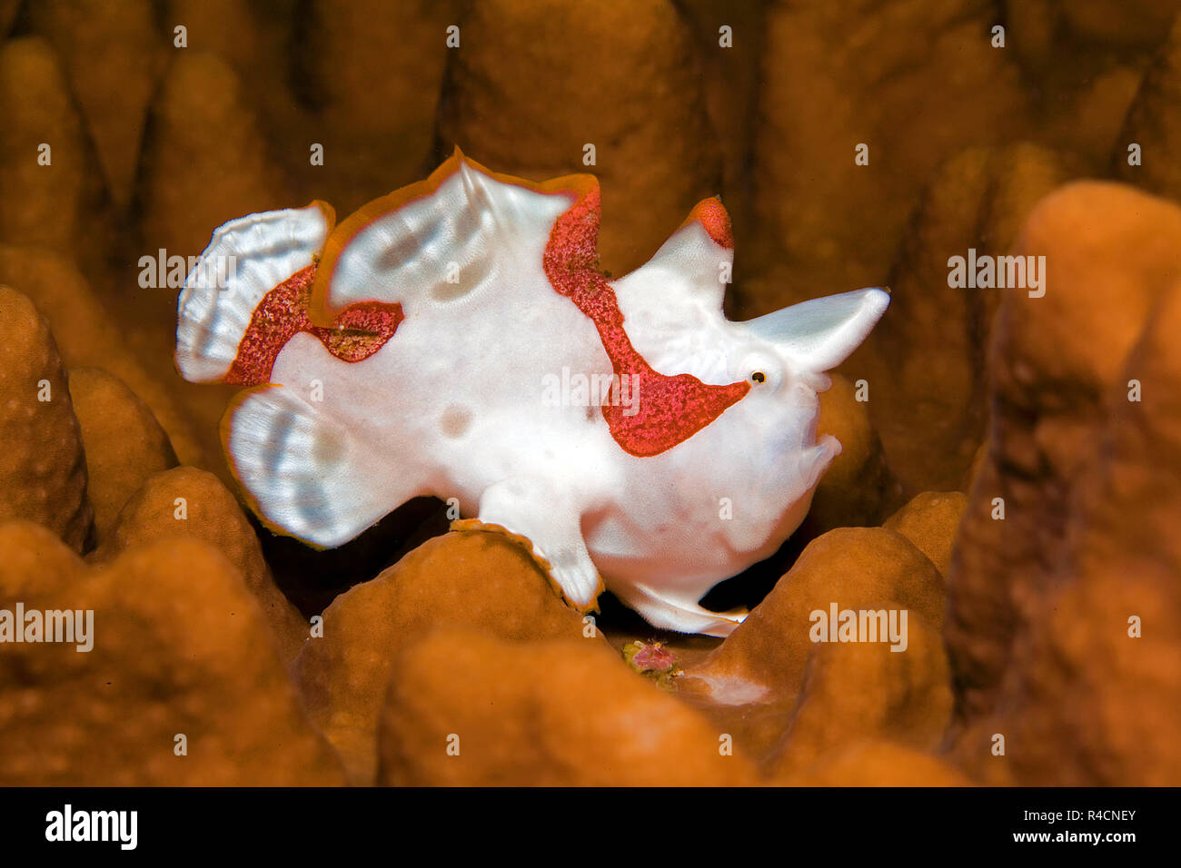 Warty frogfish or Clown amglerfish (Antennarius maculatus), Sabang Bach ...