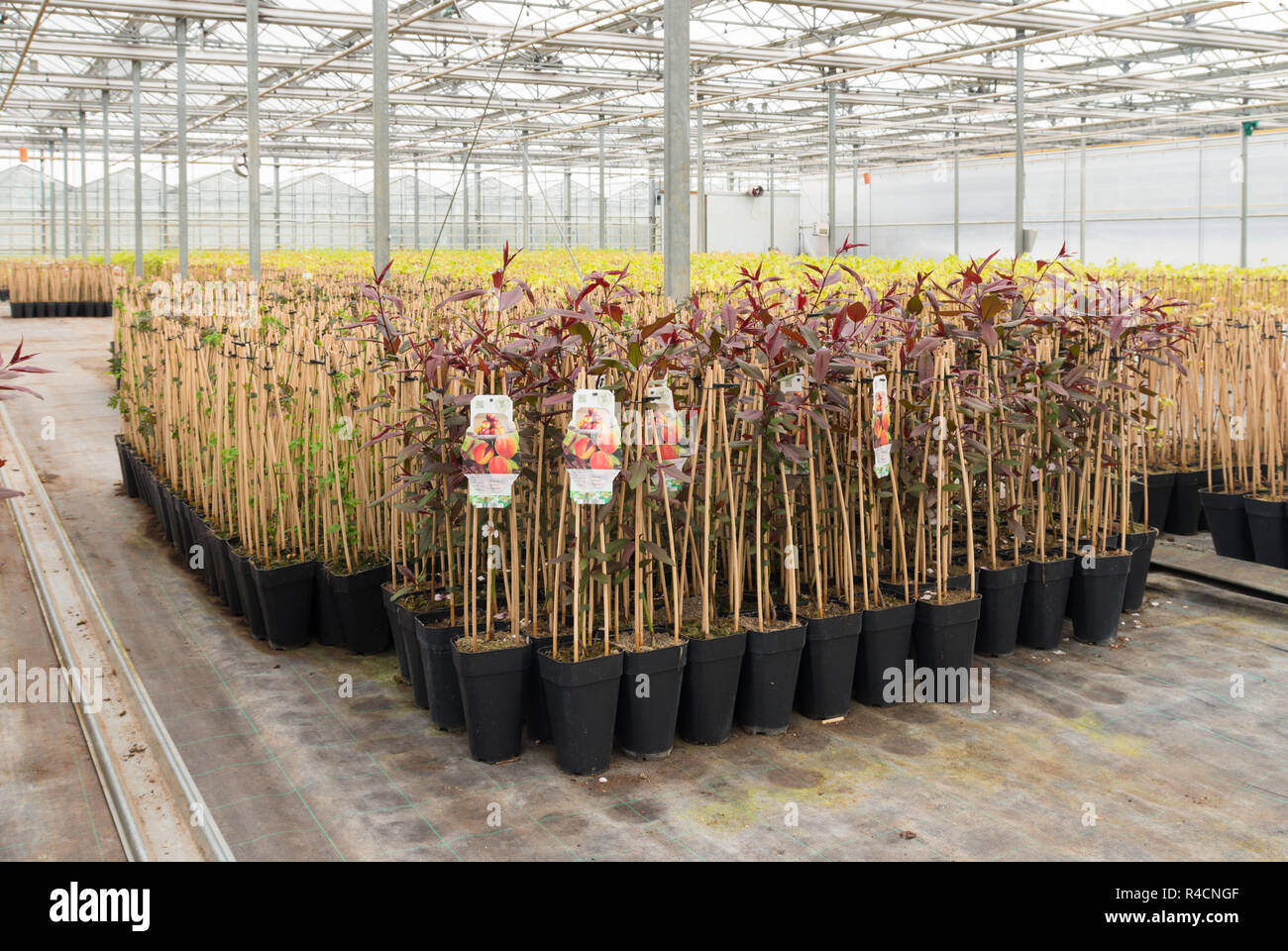 Peach sapling hi-res stock photography and images - Alamy