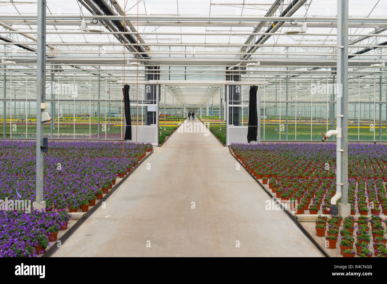 Interior view production greenhouse hi-res stock photography and images - Alamy