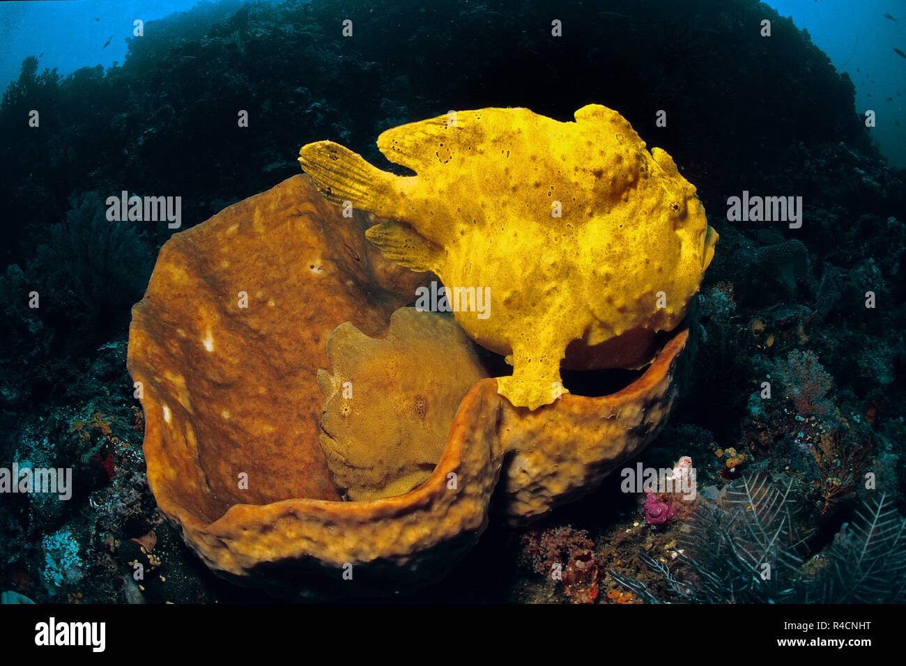 Giant anglerfishes hi-res stock photography and images - Alamy