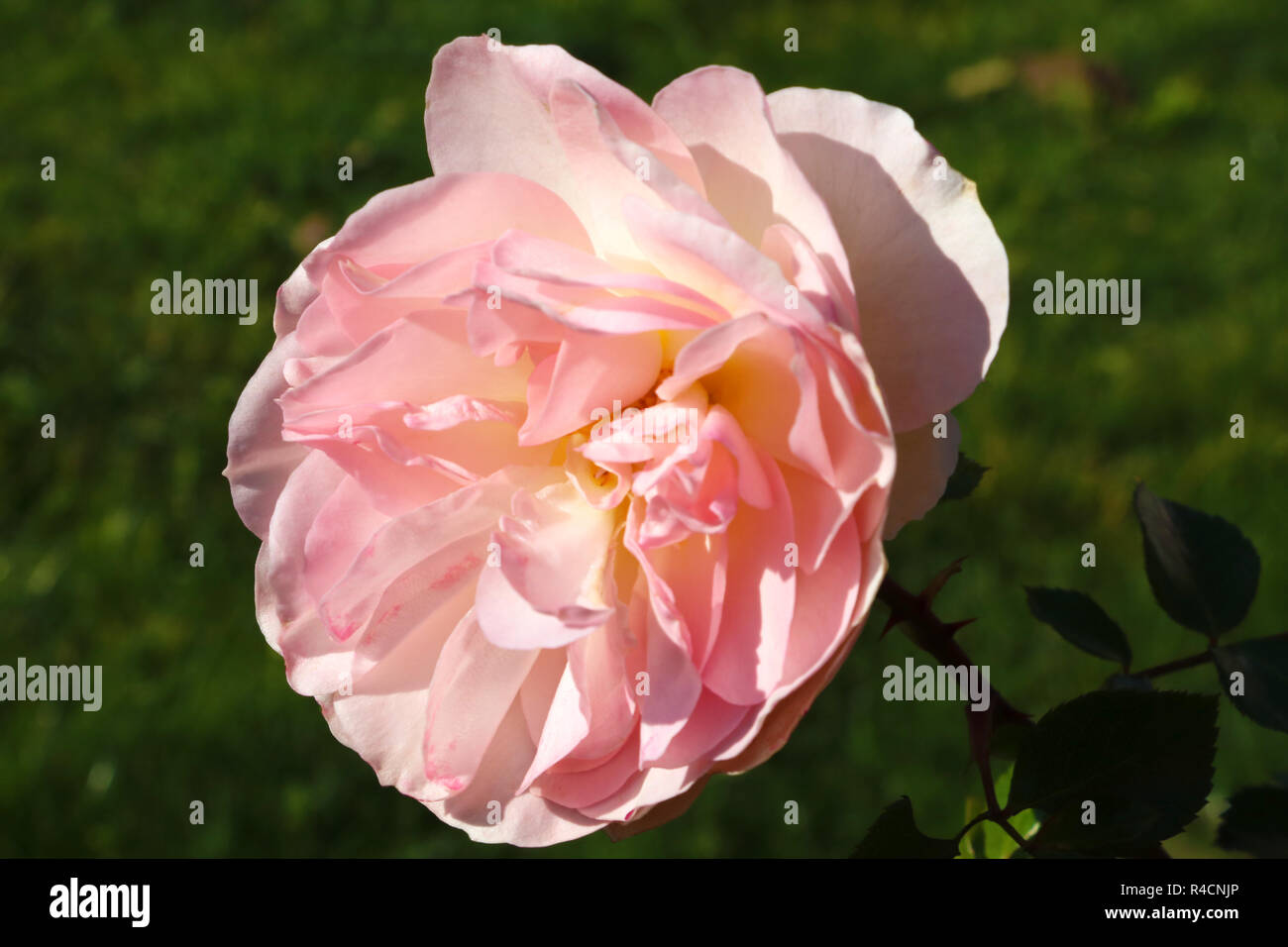 Top of rose garden hi-res stock photography and images - Alamy