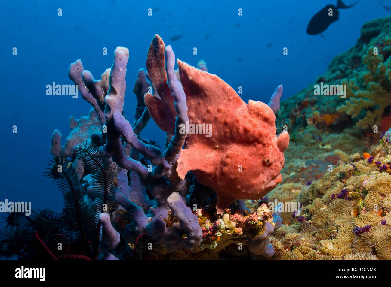 Grosse anglerfische hi-res stock photography and images - Alamy