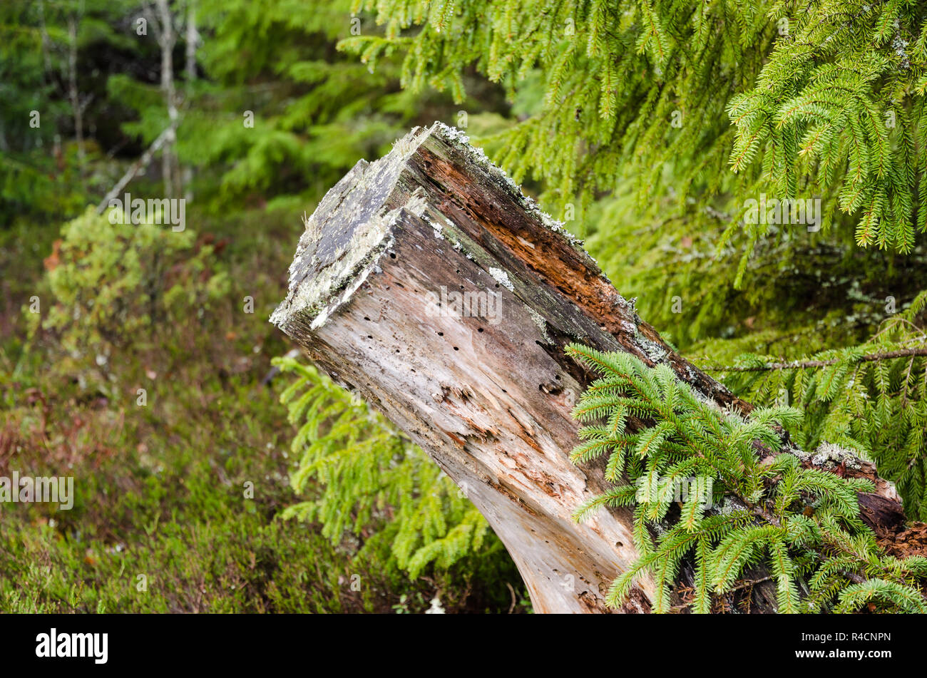 Old rotten tree stump in a coniferous forest Stock Photo - Alamy