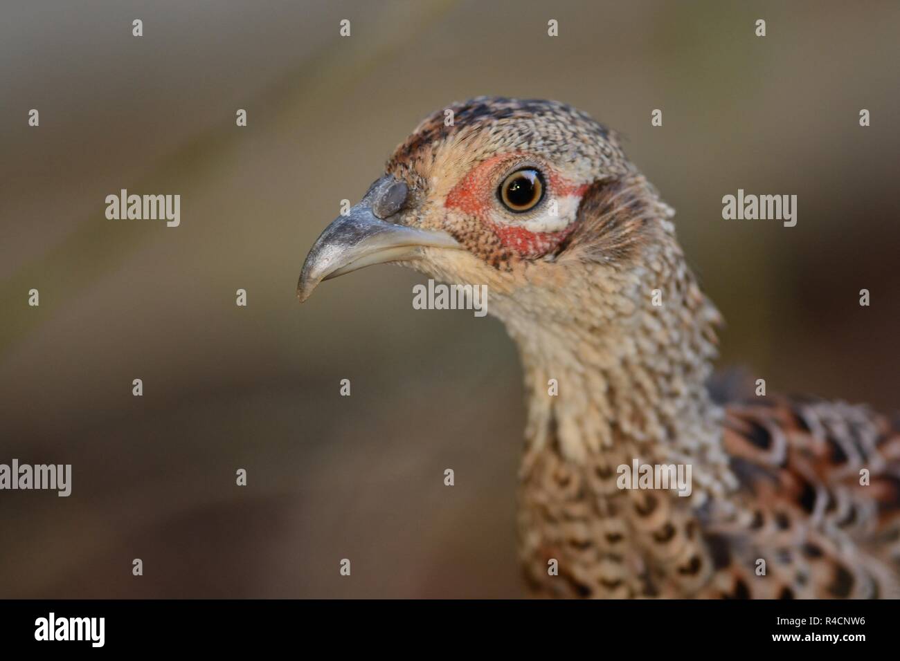 Hen headshot hi-res stock photography and images - Alamy