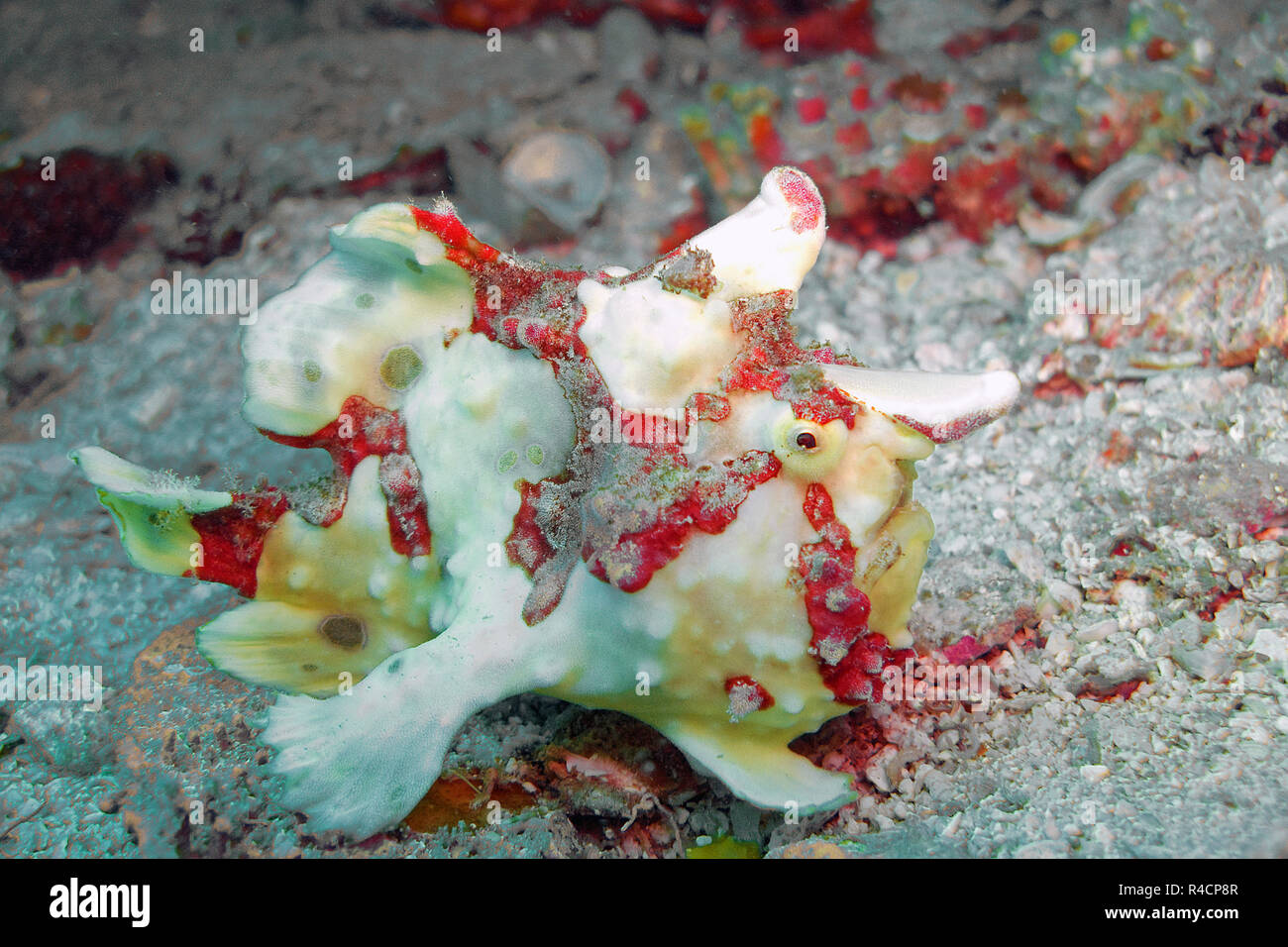 Warty frogfish or Clown amglerfish (Antennarius maculatus), Sabang Bach ...