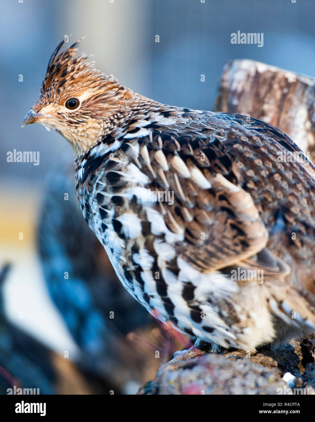 A ruffed grouse on a early spring day Stock Photo - Alamy
