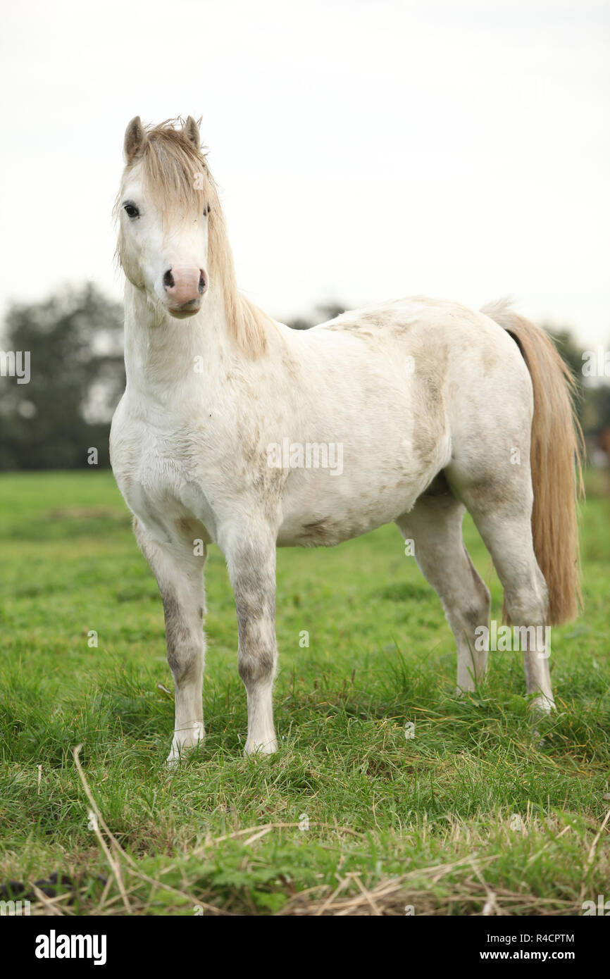White welsh pony hi-res stock photography and images - Alamy