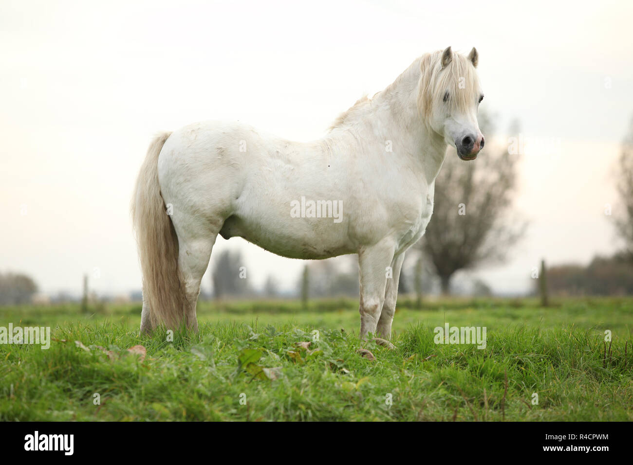 Nice white welsh pony standing on green grass Stock Photo - Alamy