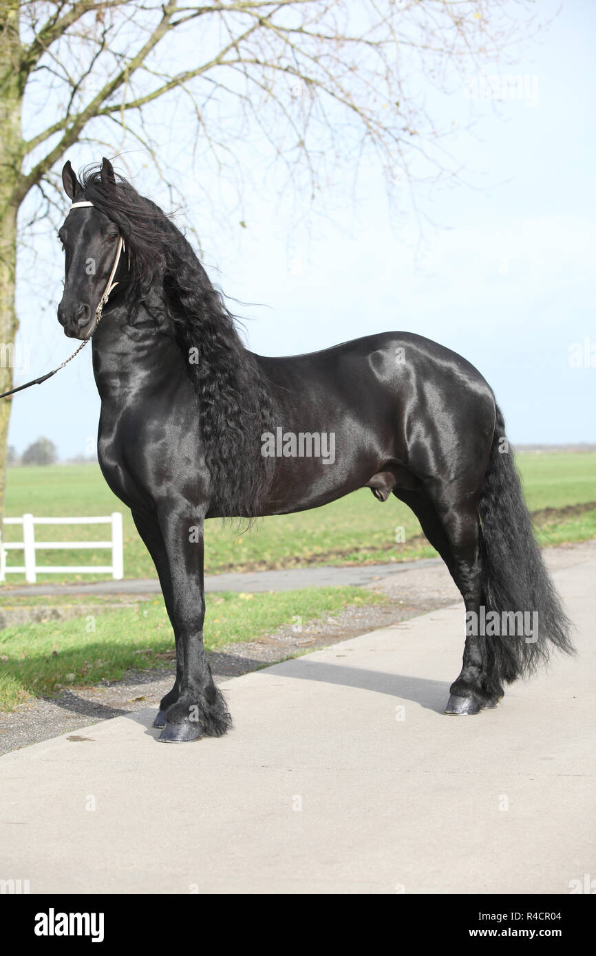 Friesian pony hi-res stock photography and images - Alamy