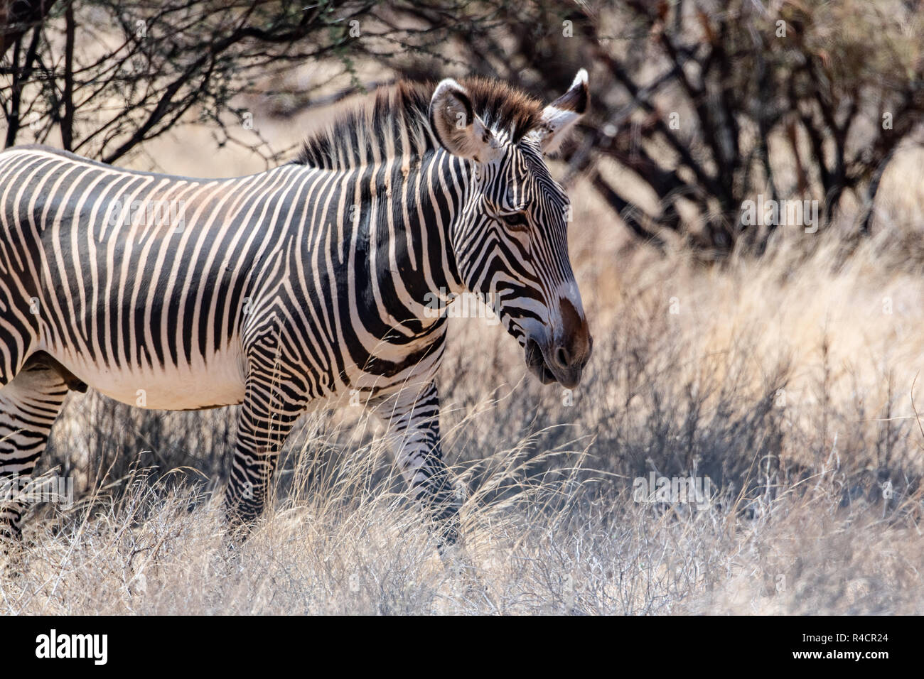 Endangered Grevy's zebra (Equus grevyi) in Samburu, Kenya Stock Photo ...