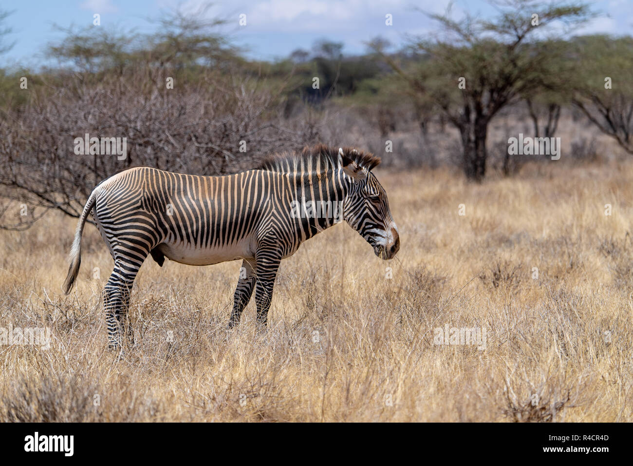 Endangered Grevy's zebra (Equus grevyi) in Samburu, Kenya Stock Photo ...