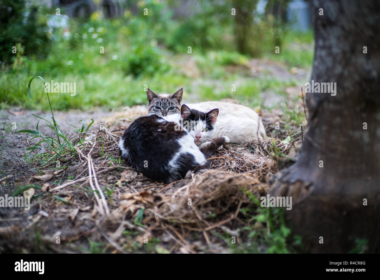 Italy tabby kitten hi-res stock photography and images - Alamy