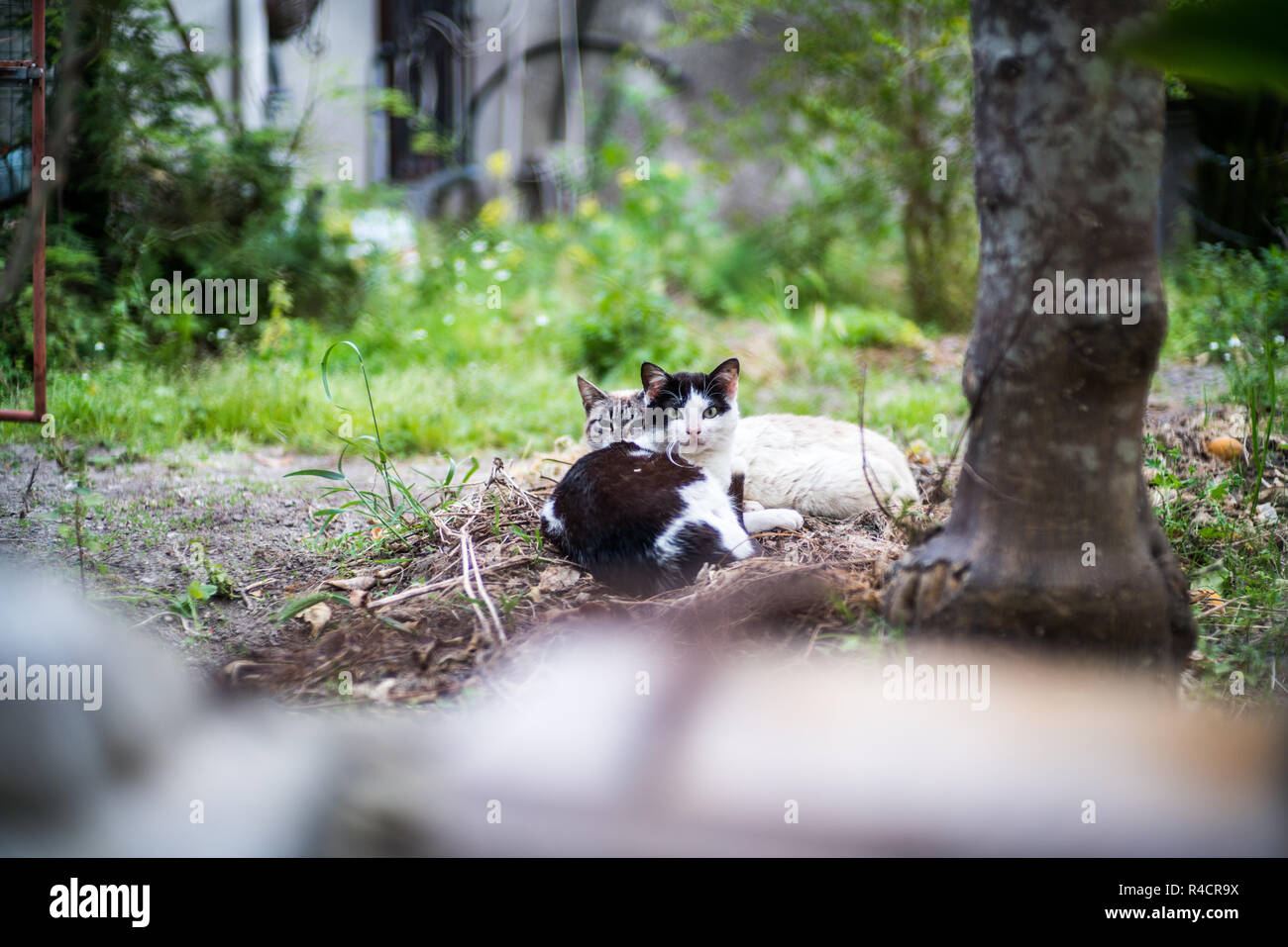Cats in the garden, Italy, Europe Stock Photo - Alamy