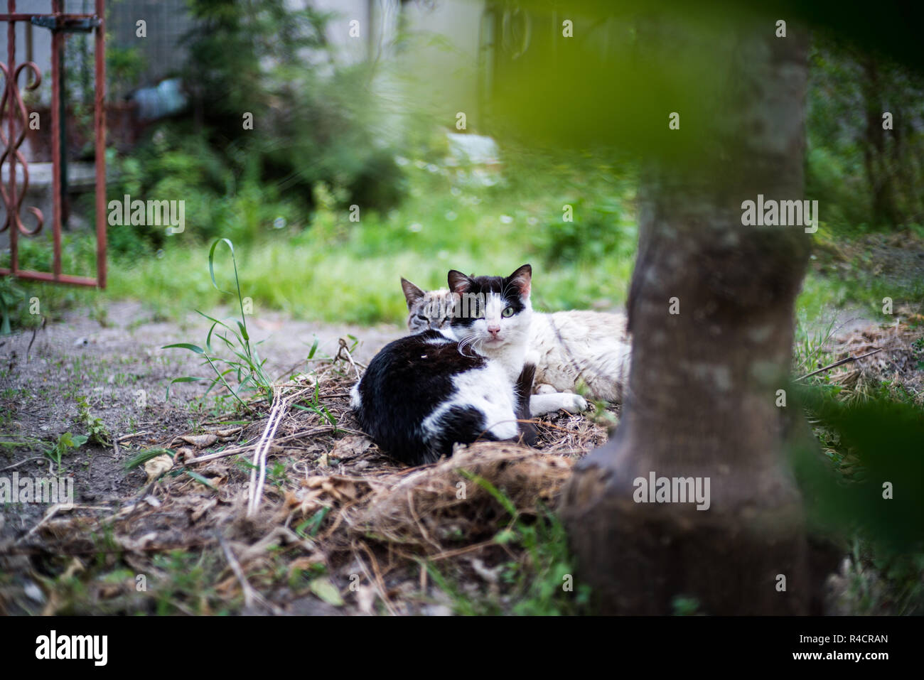 Italy tabby kitten hi-res stock photography and images - Alamy