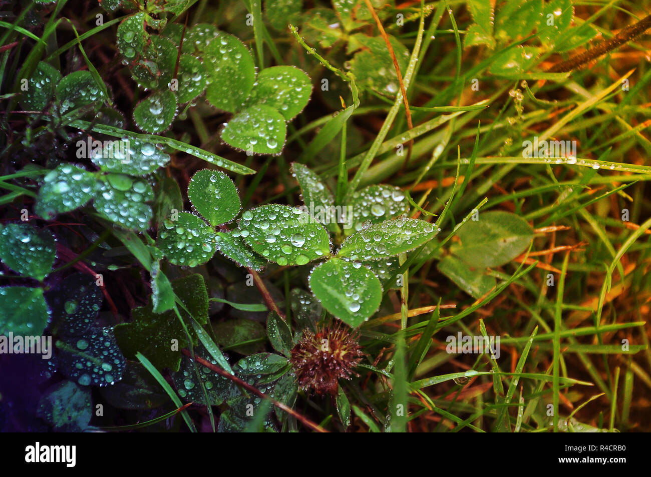 Morning dew on green leaves at sunrise Stock Photo - Alamy