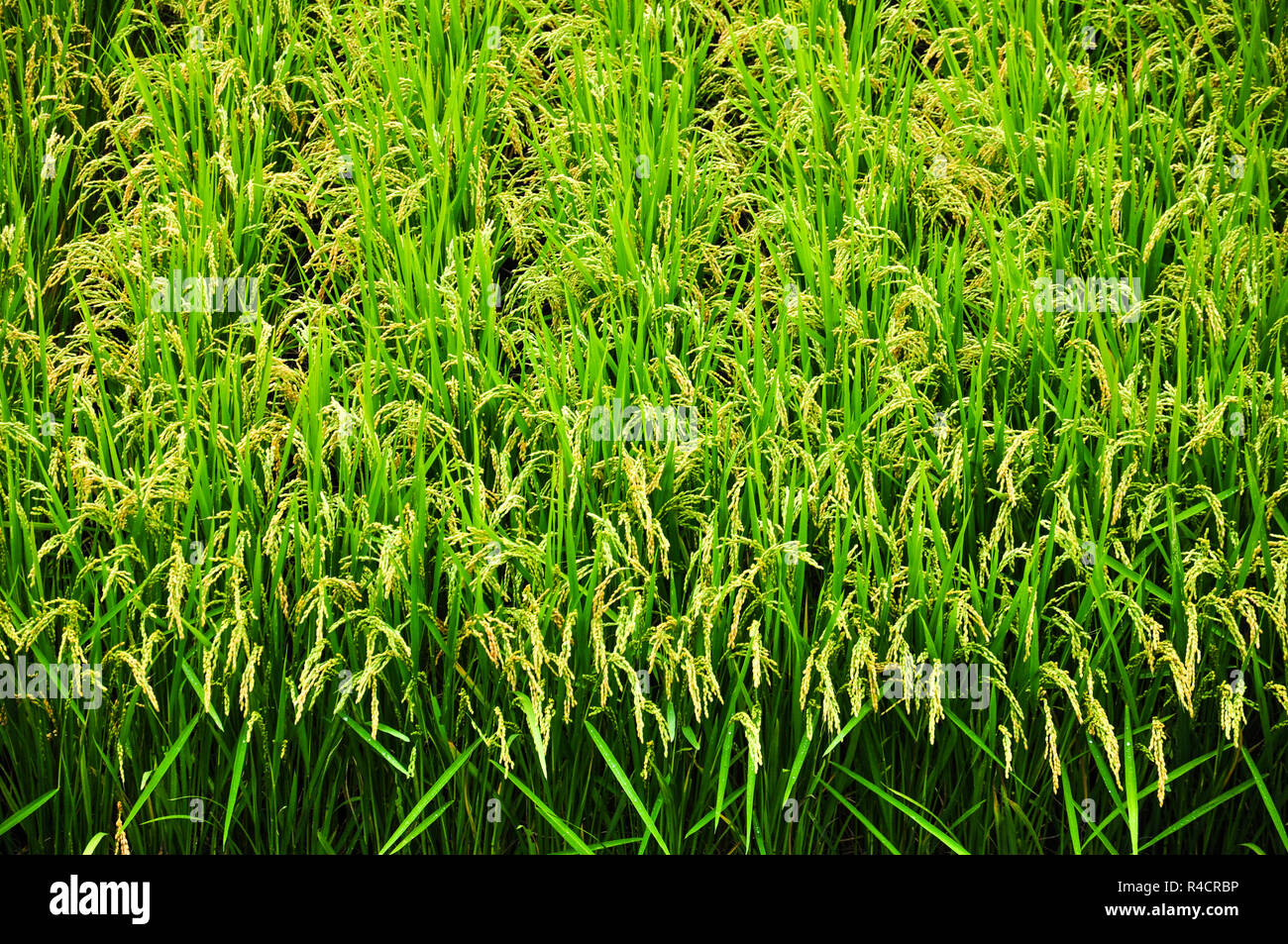 Rice Field in Hokkaido Stock Photo - Alamy
