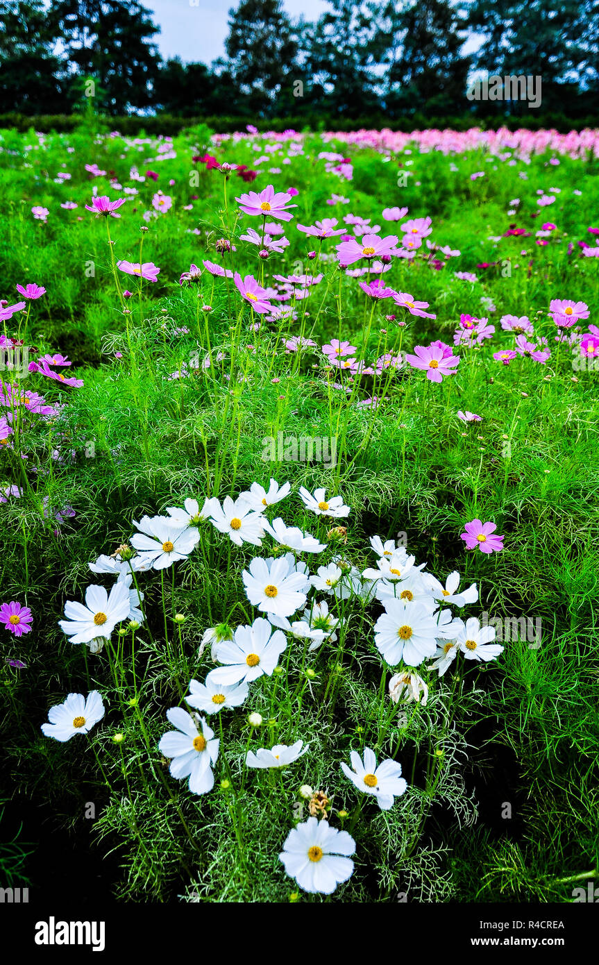 Cosmos yellow cosmos japan hi-res stock photography and images - Alamy