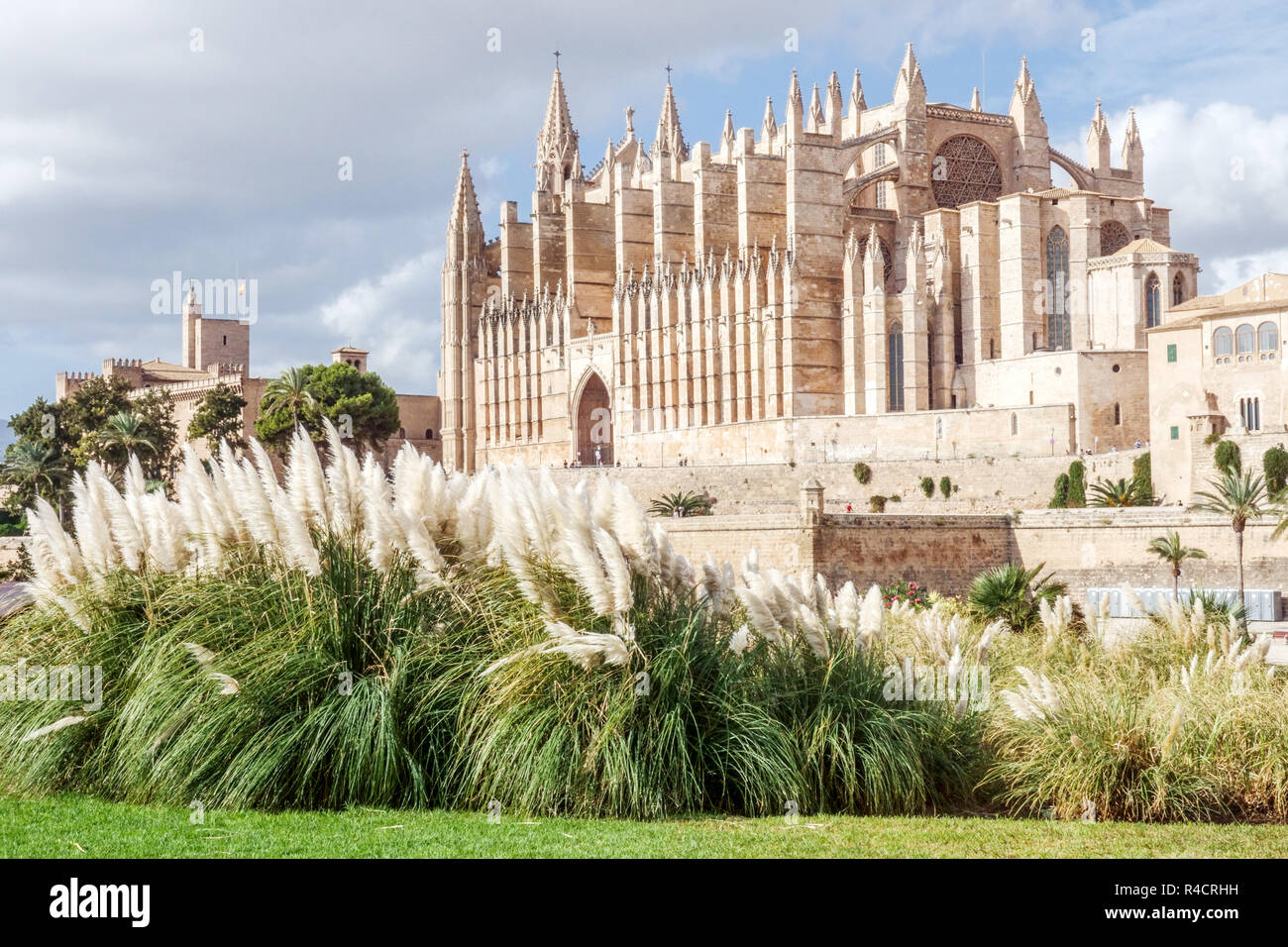 Ornamental Grasses foreground Palma de Mallorca Cathedral, Balearic ...