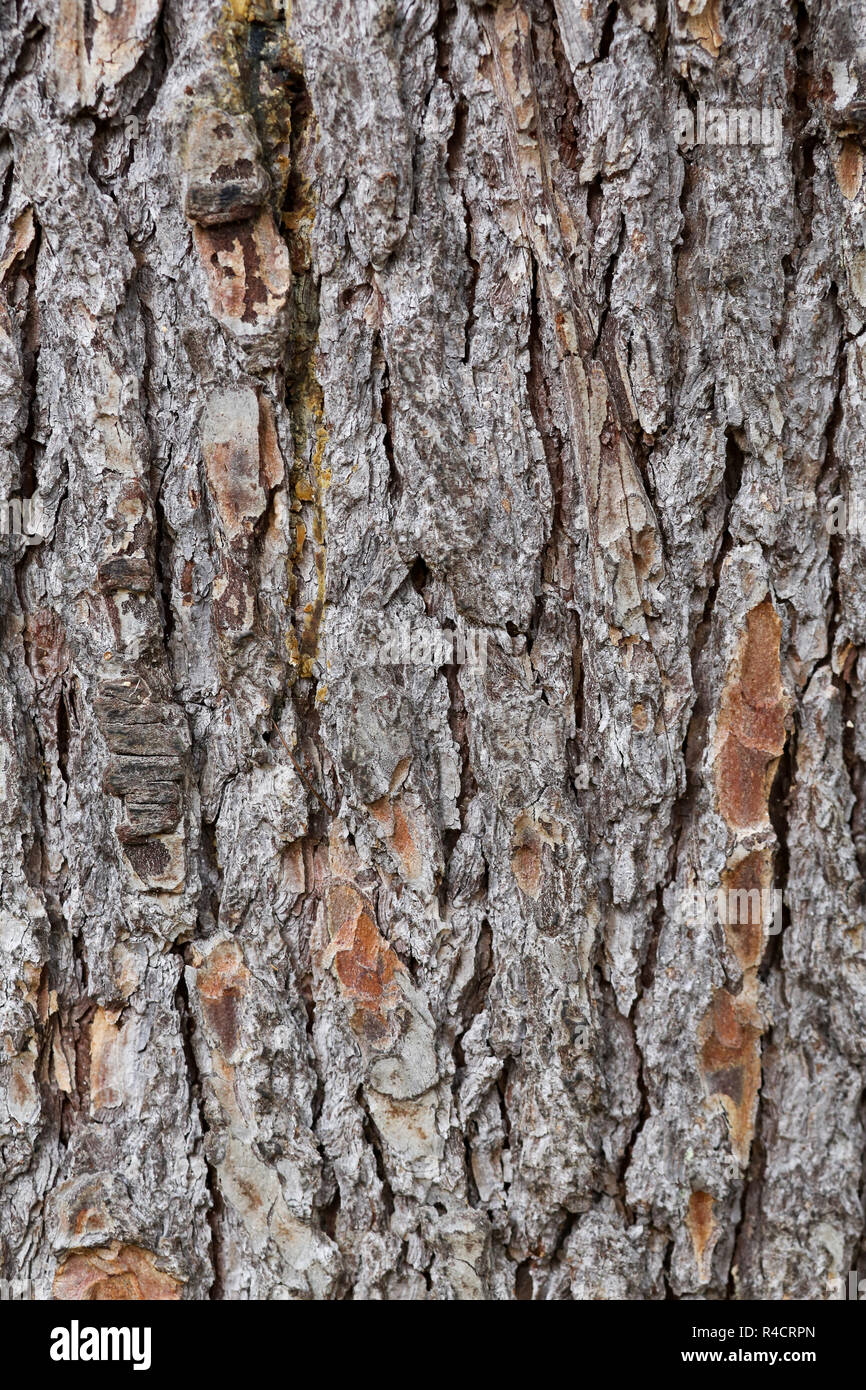 Splinter skin hi-res stock photography and images - Alamy