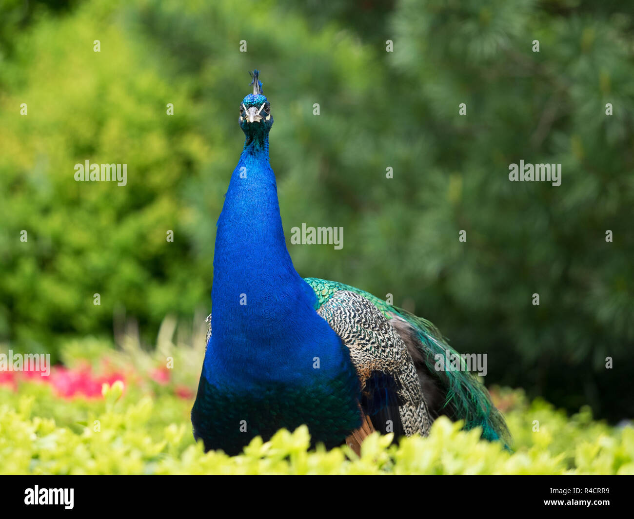 Brightly coloured bird hi-res stock photography and images - Alamy