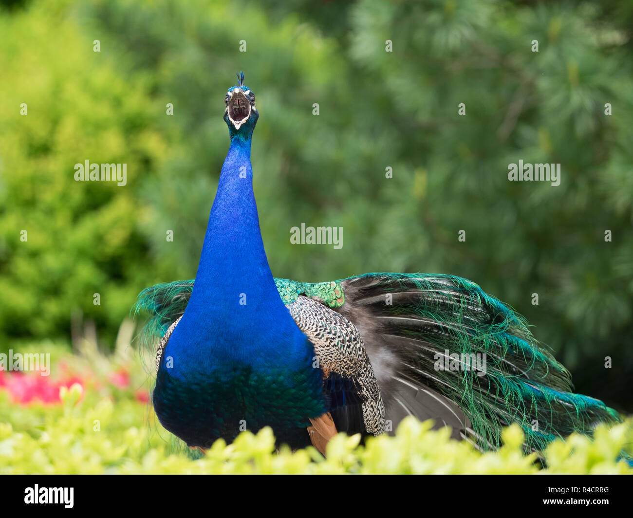 Peacock birds hi-res stock photography and images - Alamy