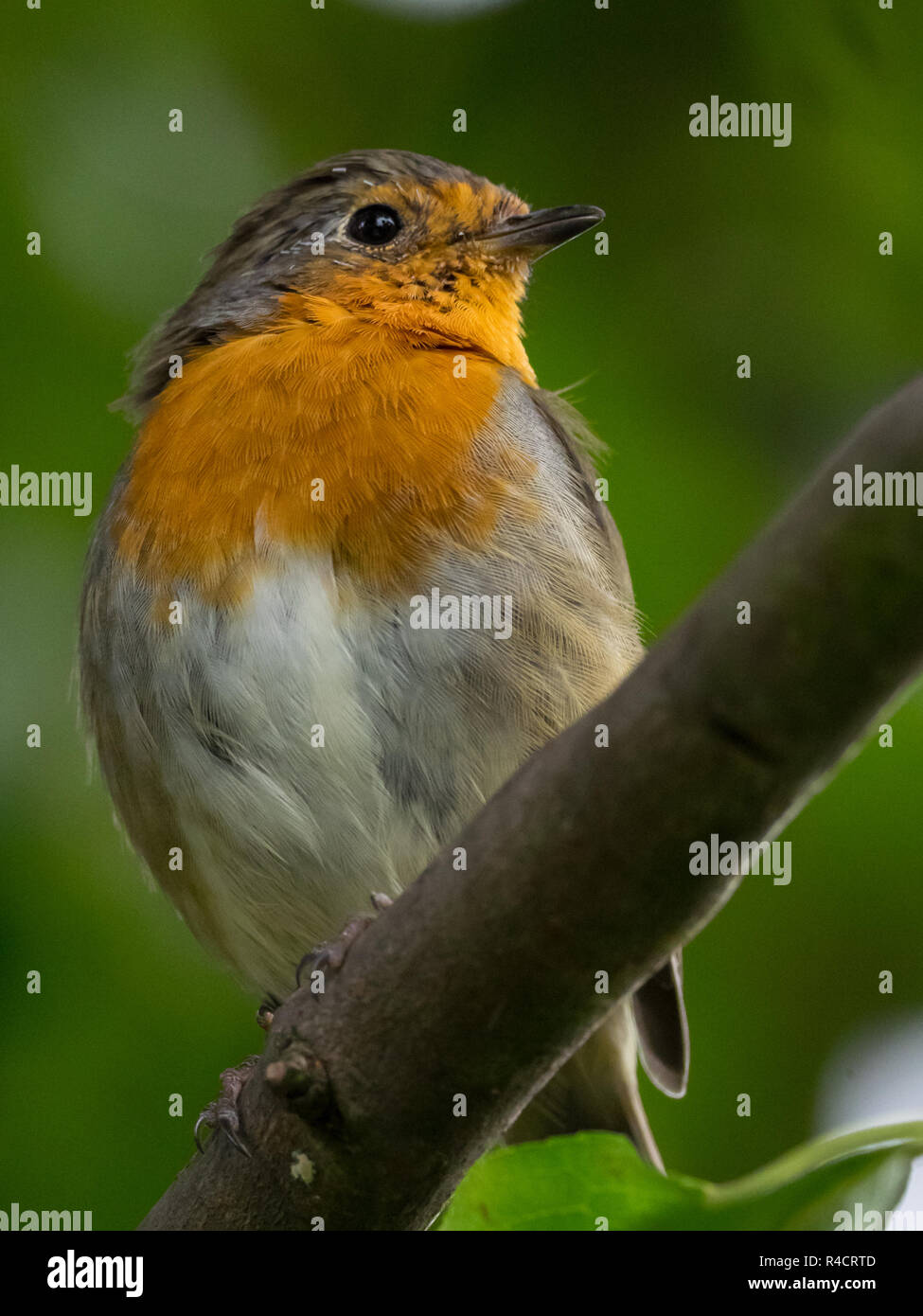 Robin on branch hi-res stock photography and images - Alamy