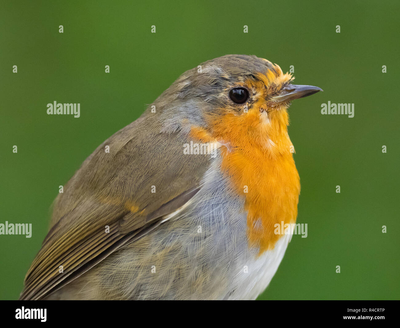 Red breasted robin hi-res stock photography and images - Alamy