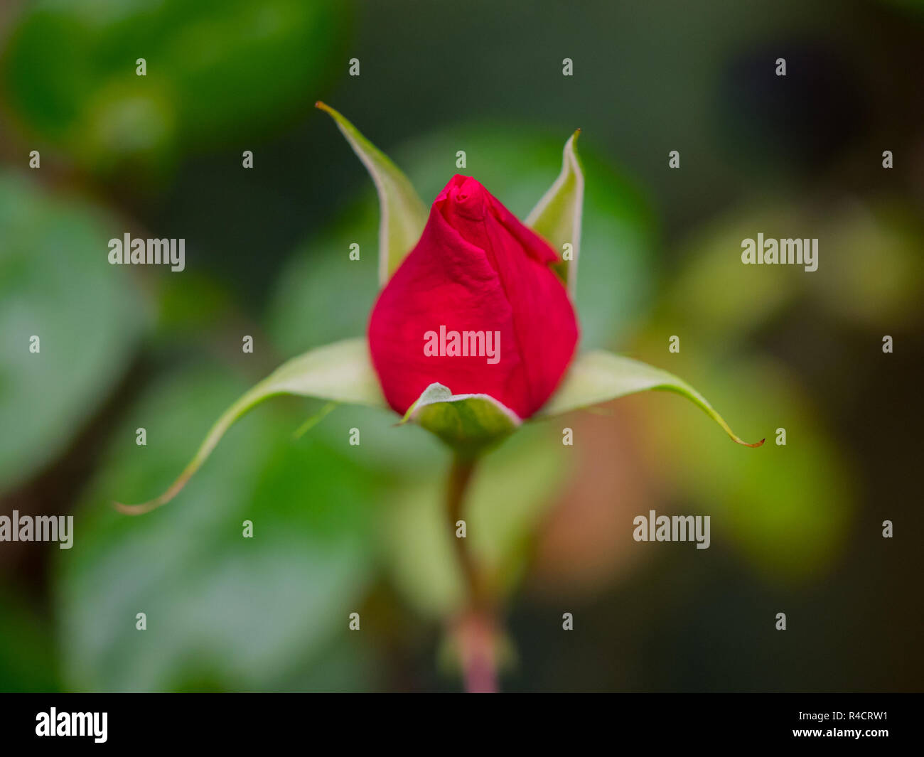 Single rose bud isolated from background Stock Photo - Alamy