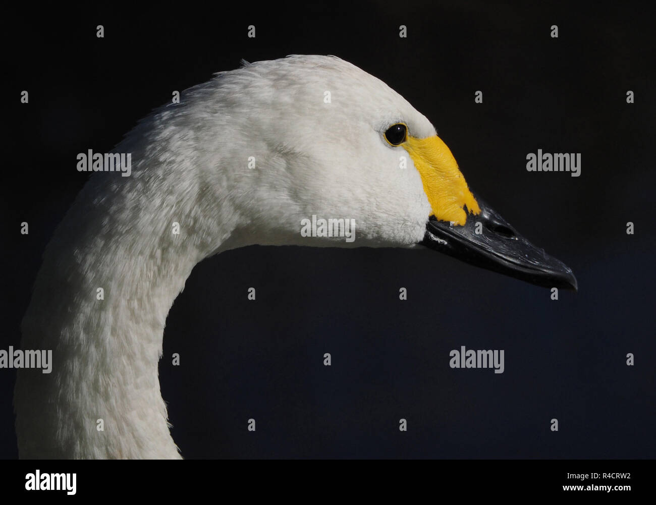 Berwick's Swan portrait at Barnes WWT Stock Photo - Alamy