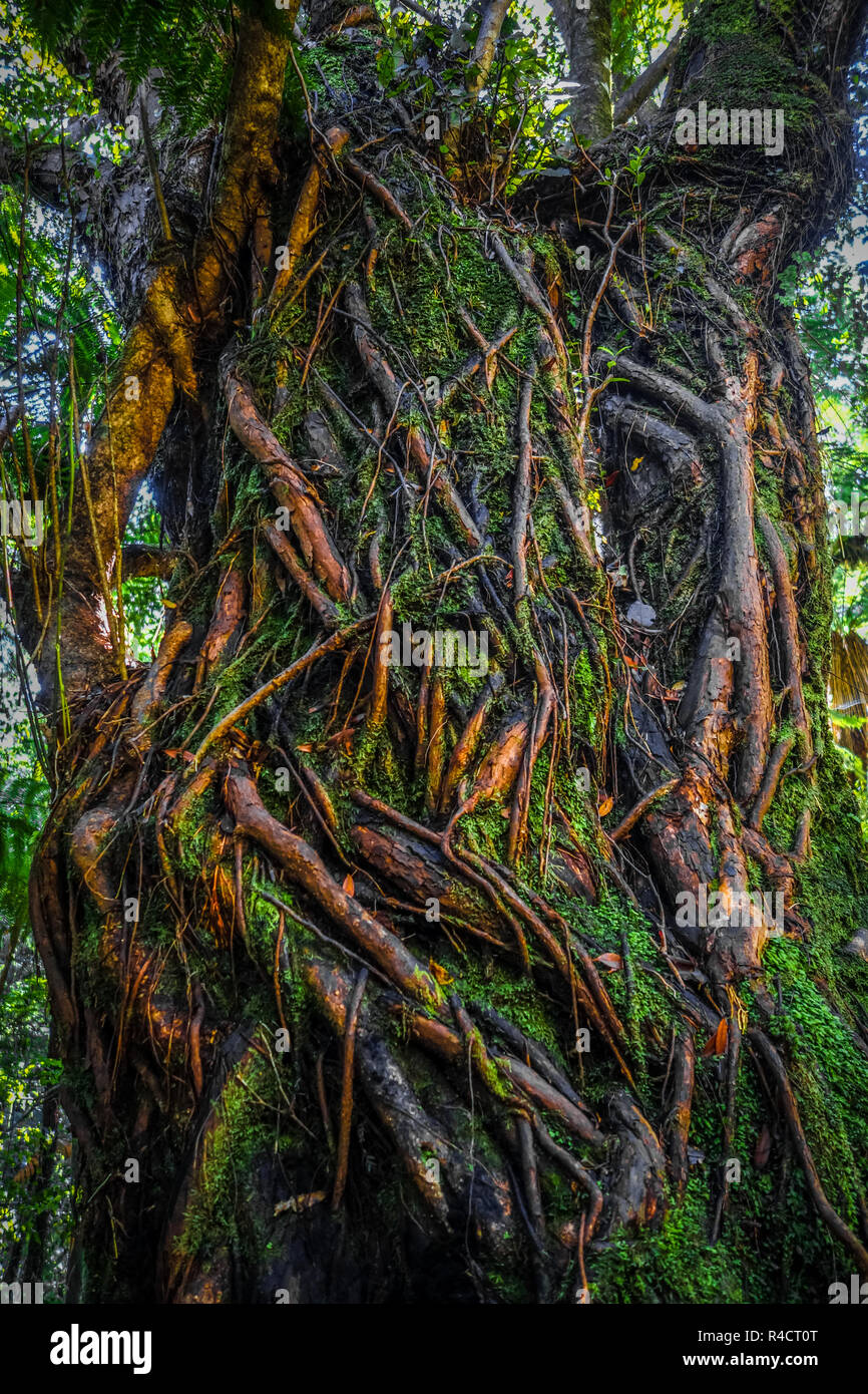 Roots and ferns in New Zealand rain forest Stock Photo - Alamy