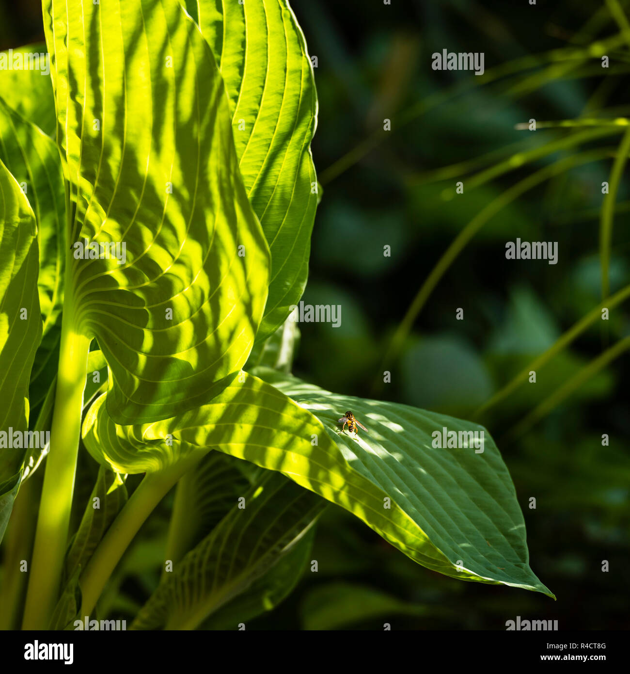 Sunlight shining through hosta leaves and highlighting a hoverfly Stock ...