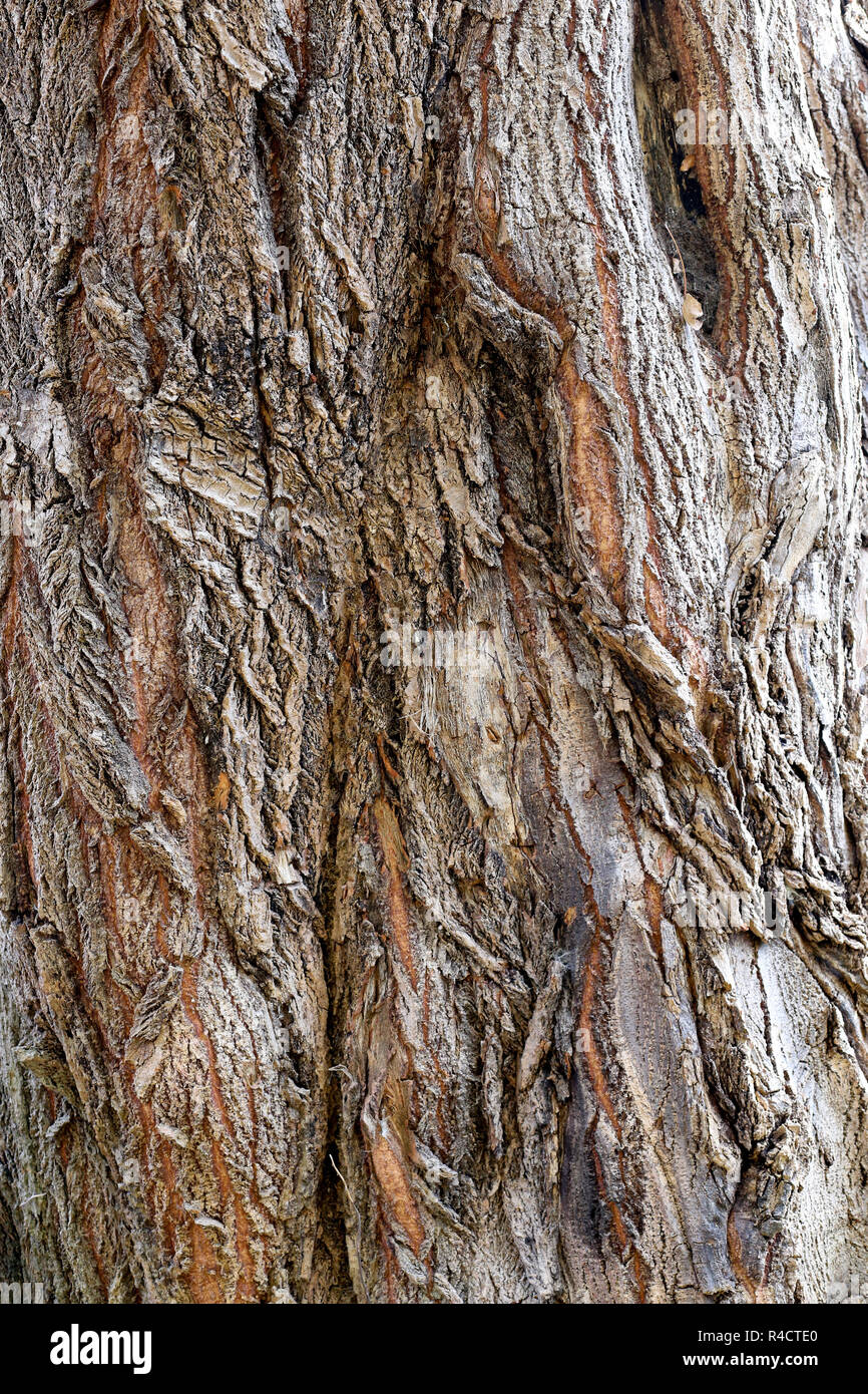 the texture of the bark of cypress Stock Photo - Alamy