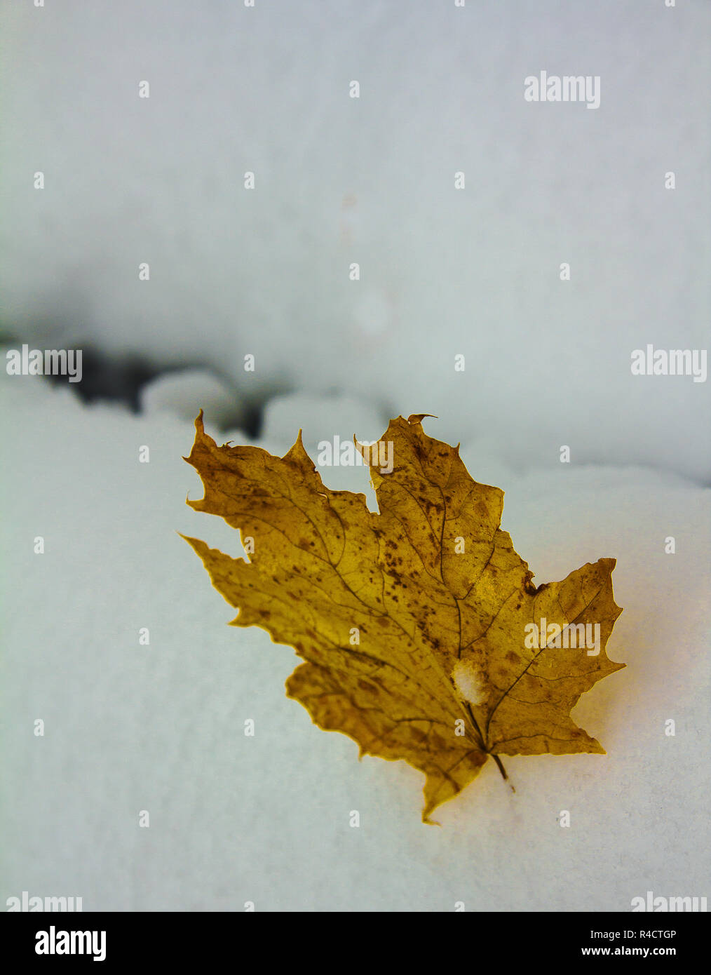 Fall ash maple leaf hi-res stock photography and images - Alamy