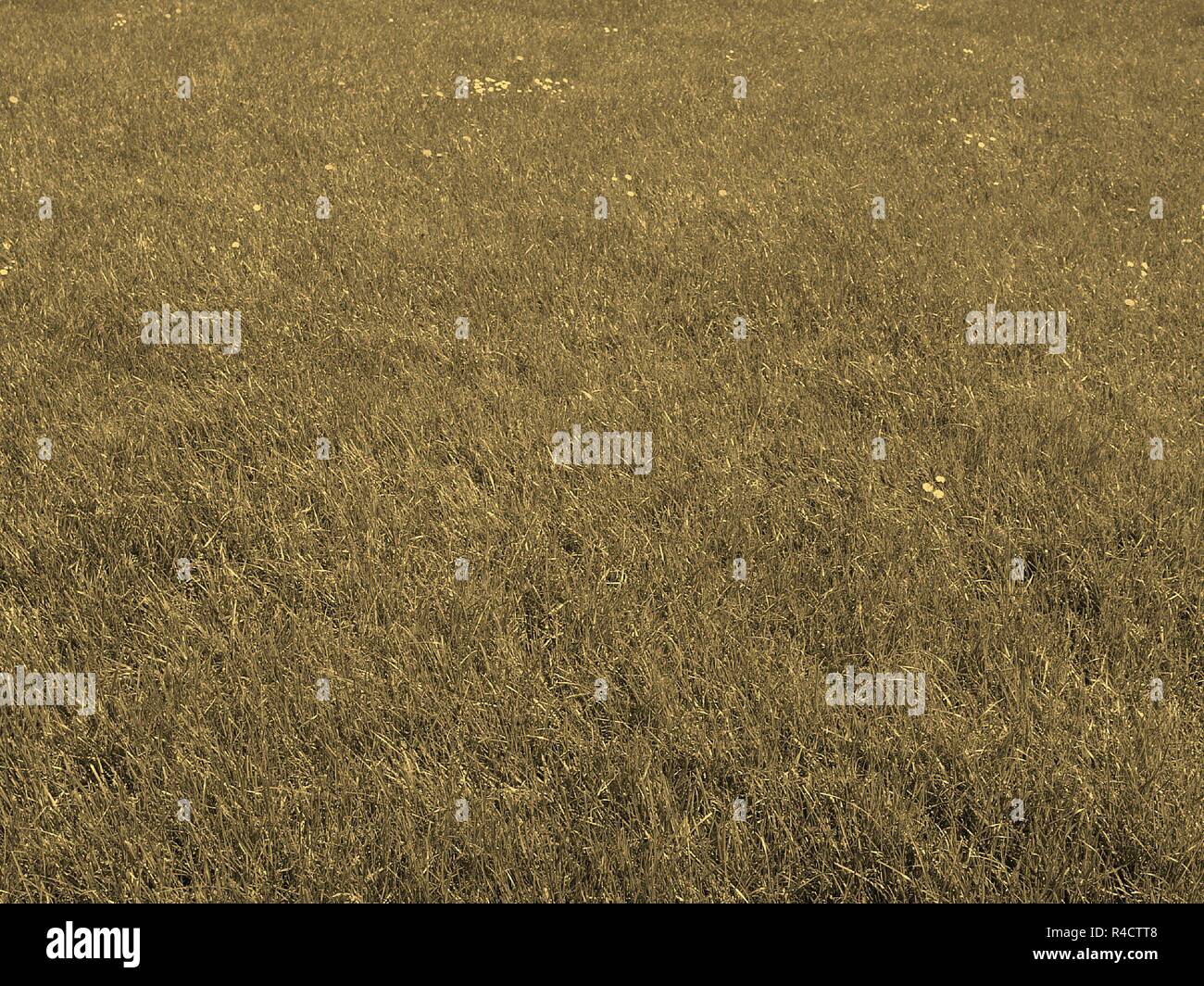 Grass meadow sepia Stock Photo - Alamy