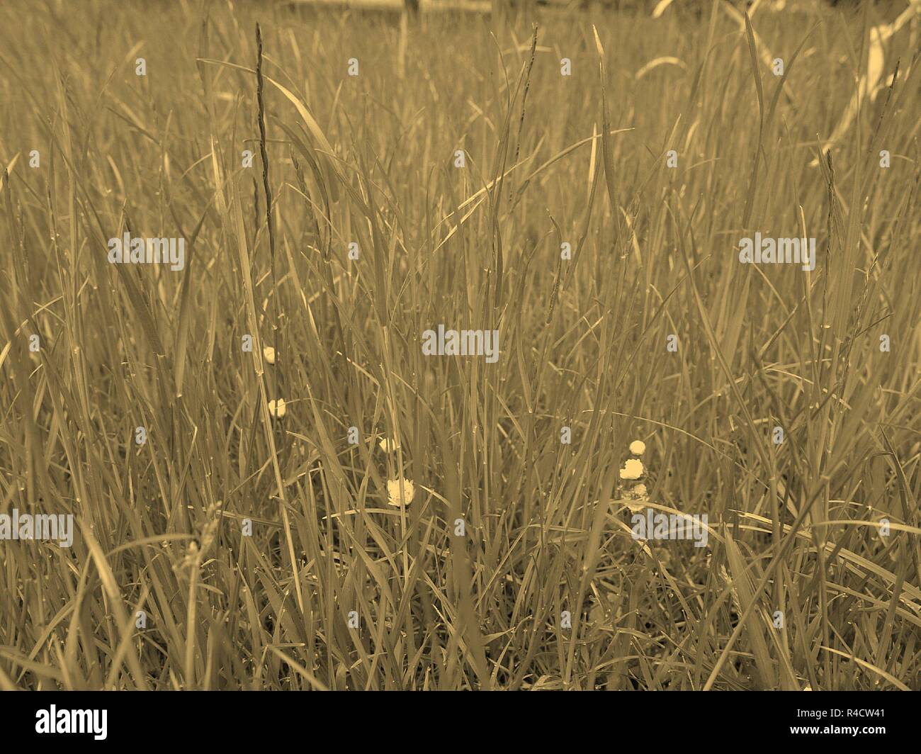 Fondos grunge hi-res stock photography and images - Alamy