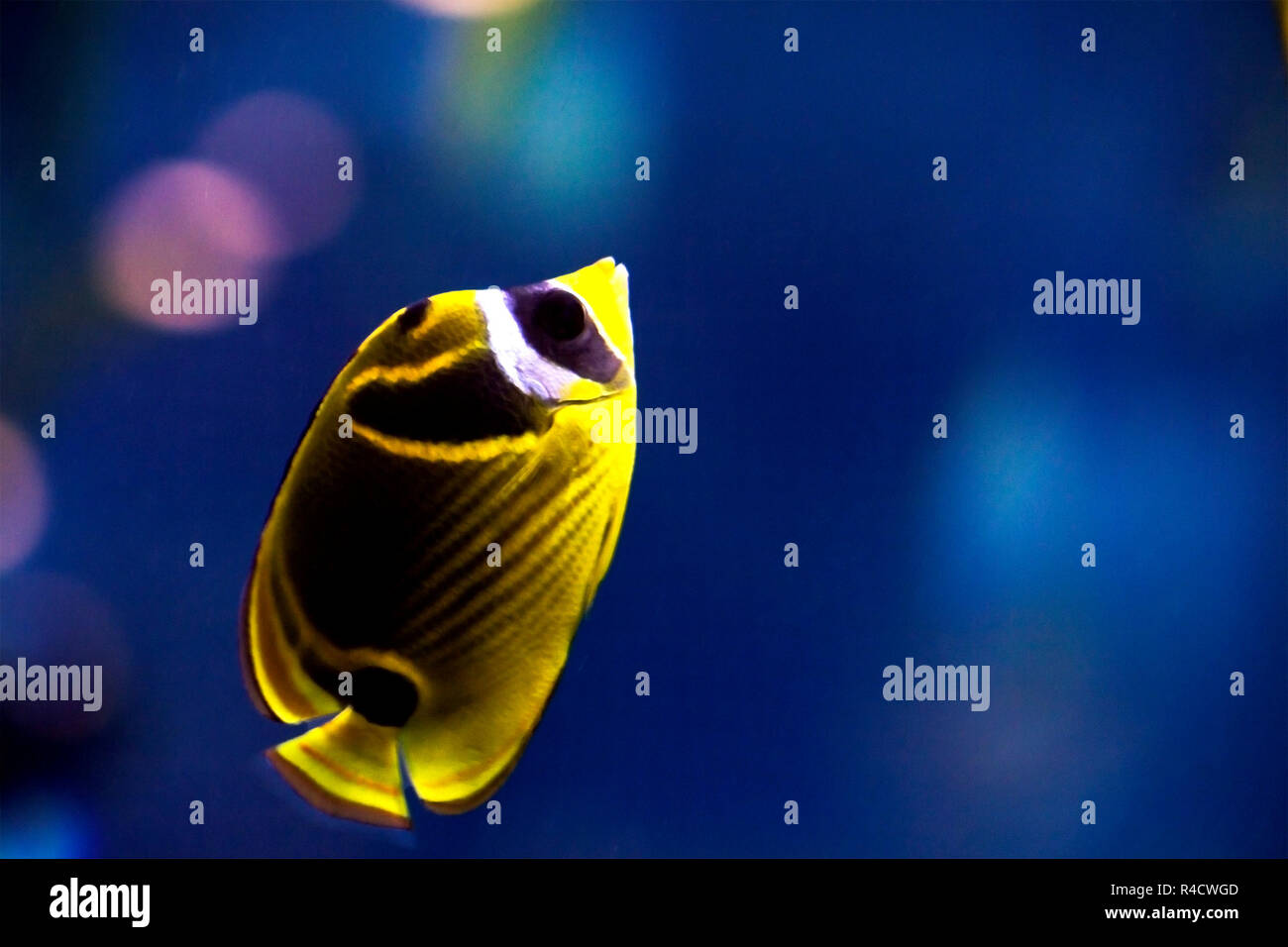 yellow butterfly-fish swiming under water Stock Photo - Alamy