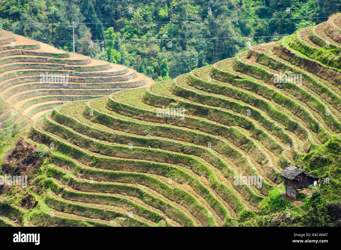 Longji Rice Terraces Stock Photo - Alamy