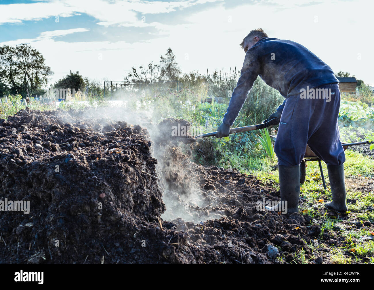 A man shovelling a delivery of manure for digging into his allotment in ...
