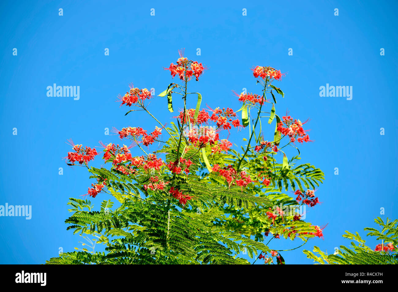Pride of Barbados Latin name Caesalpinia pulcherrima Stock Photo - Alamy