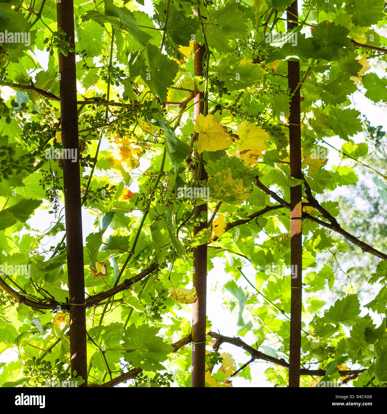 grapevines in vineyard at rural backyard Stock Photo - Alamy