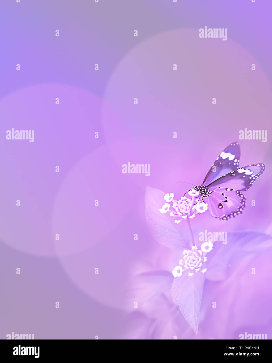 Purple monarch butterfly on card background Stock Photo - Alamy