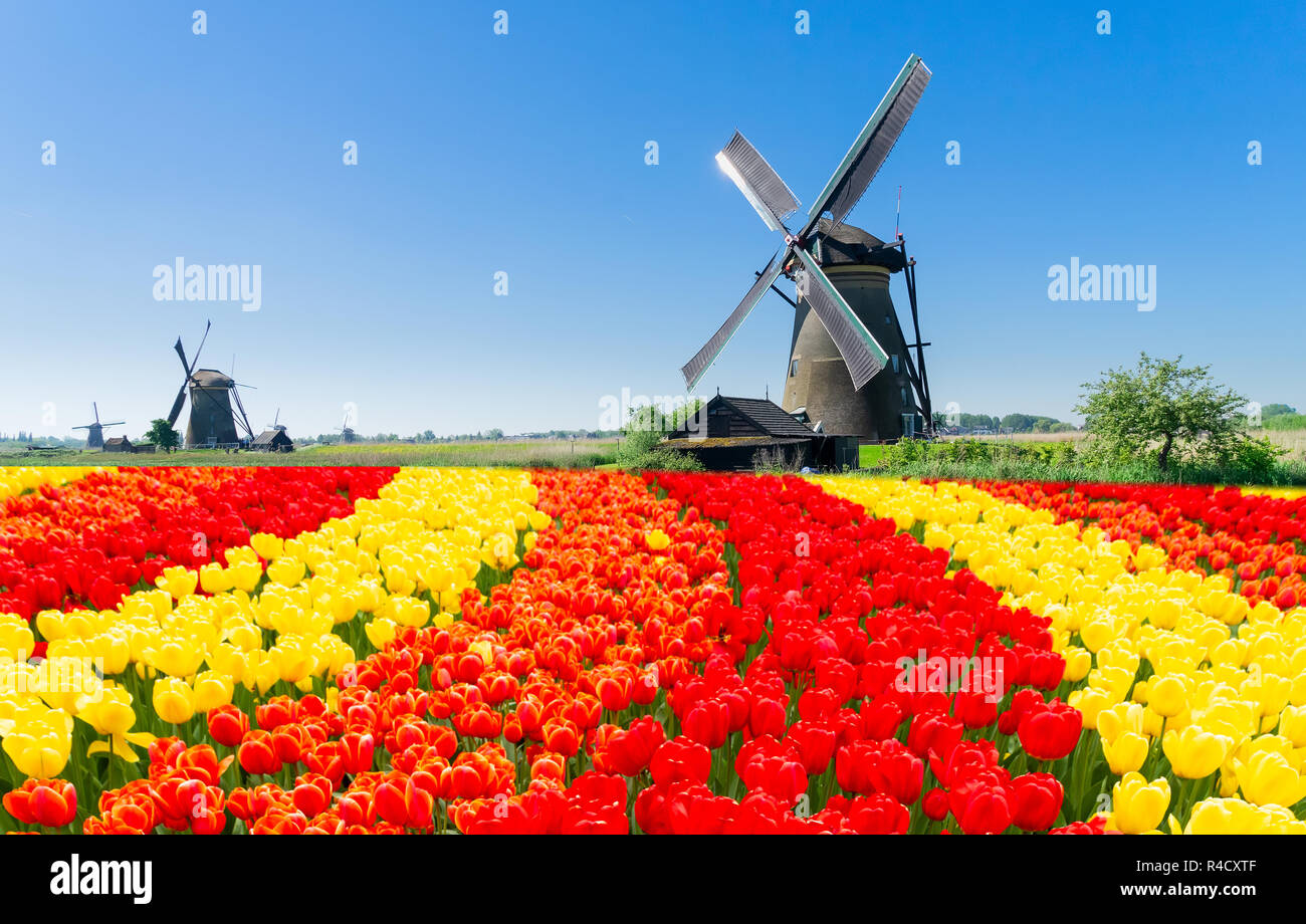 traditional dutch windmill with reflection at water, Kinderdijk at ...
