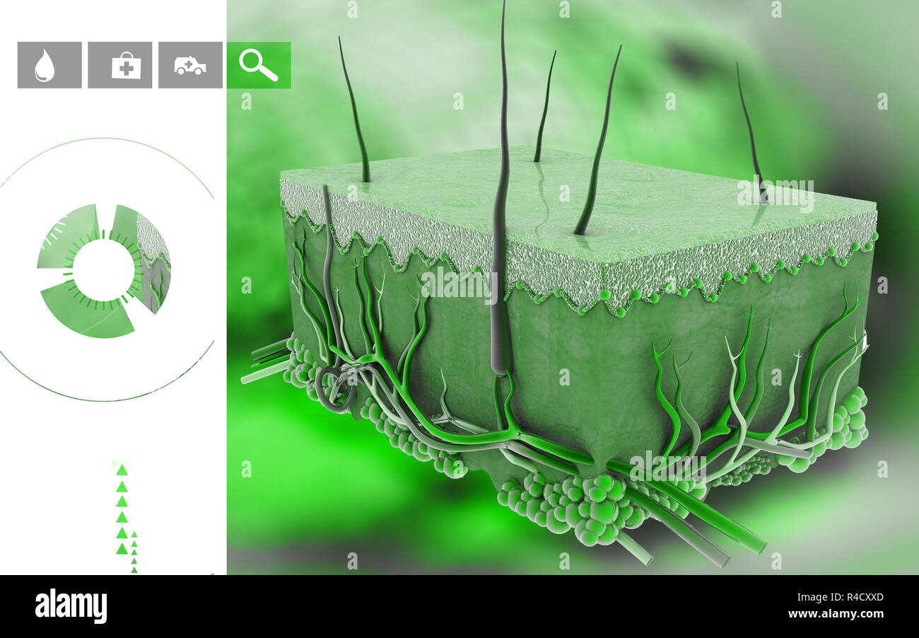Root hair cells hi-res stock photography and images - Alamy