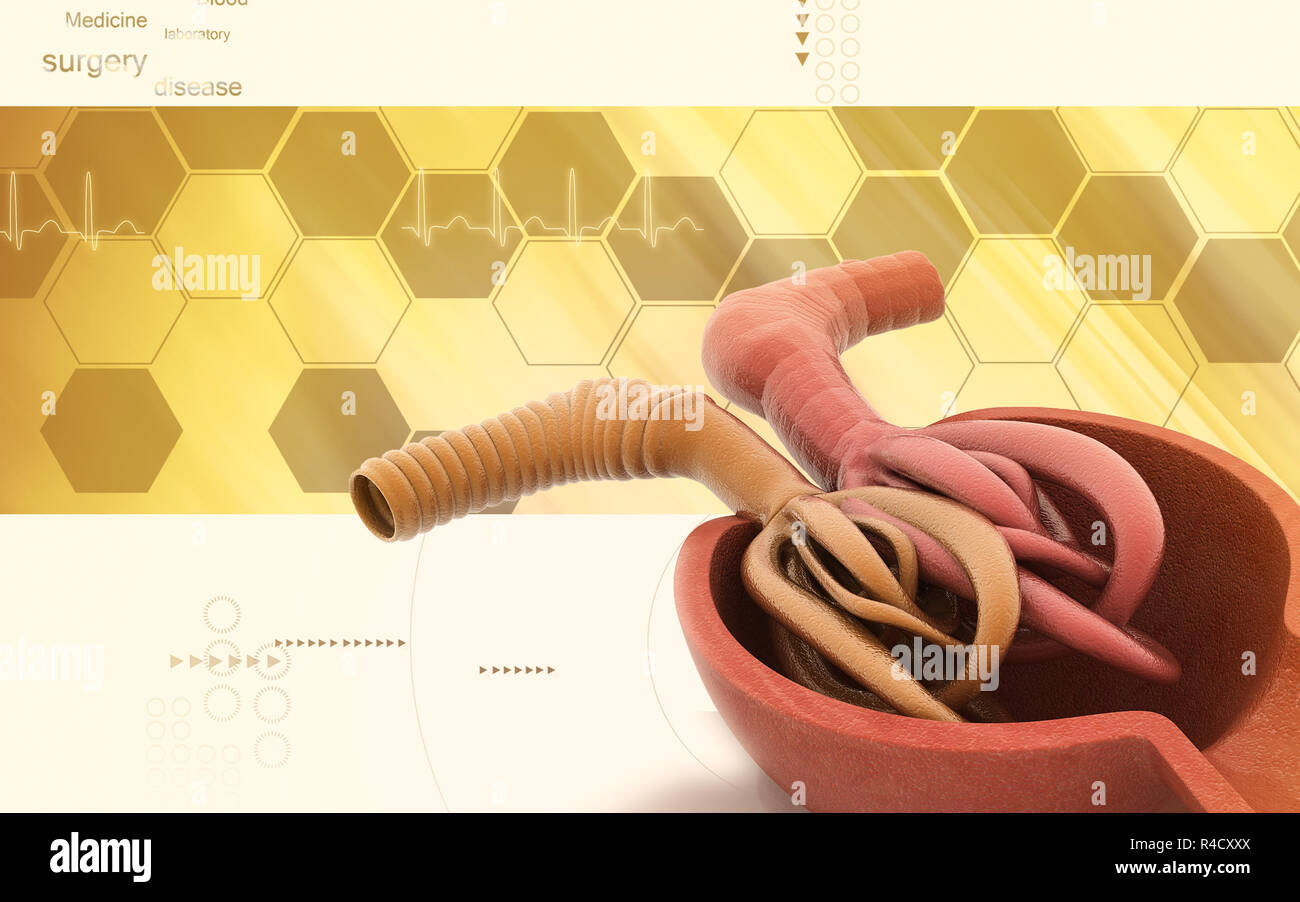 Bowman capsule hi-res stock photography and images - Alamy