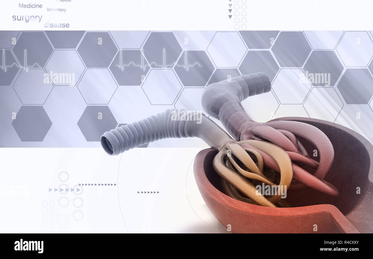 Bowman capsule hi-res stock photography and images - Alamy