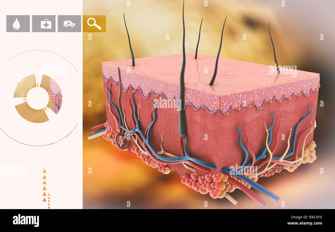 Human skin cells 3d hi-res stock photography and images - Alamy