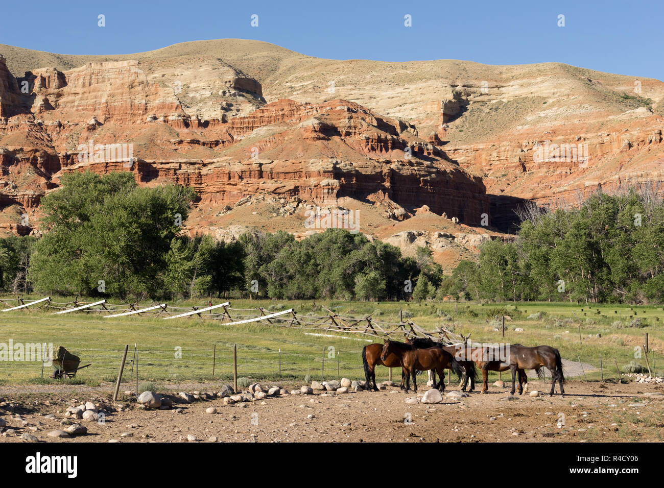 Corralled Horses Wyoming Badlands Ranch Livestock Animals Stock Photo ...